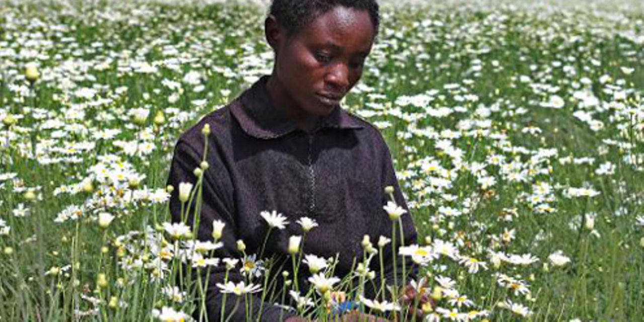 TZ soon to lead world in pyrethrum production | The Citizen