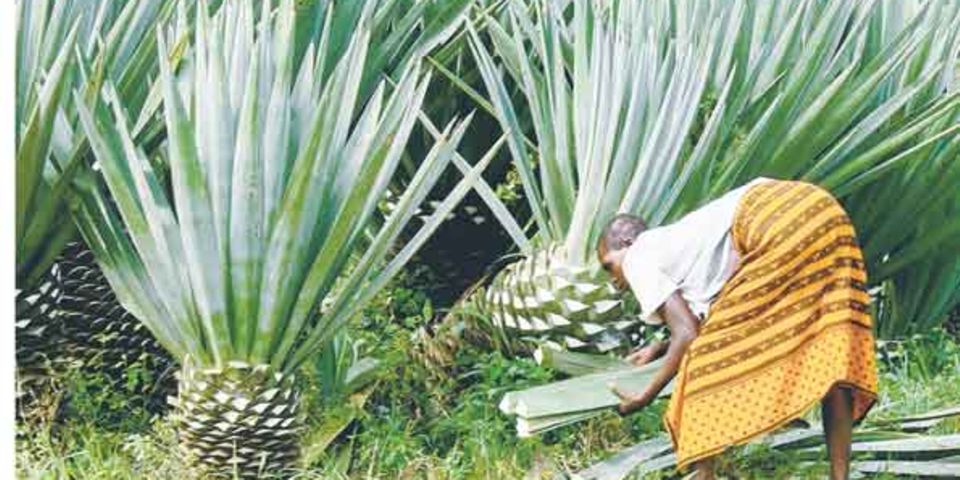 How sisal became Tanzania's ideal green crop | The Citizen