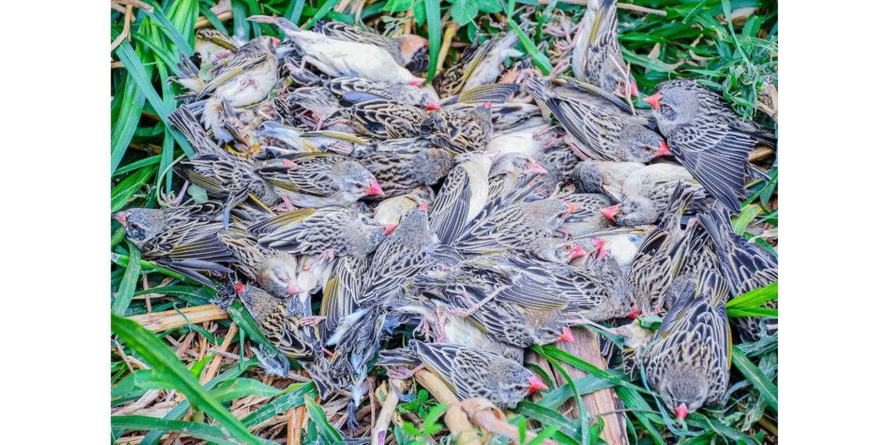 Inside Tanzania's strategy to control quelea birds and migratory pests ...